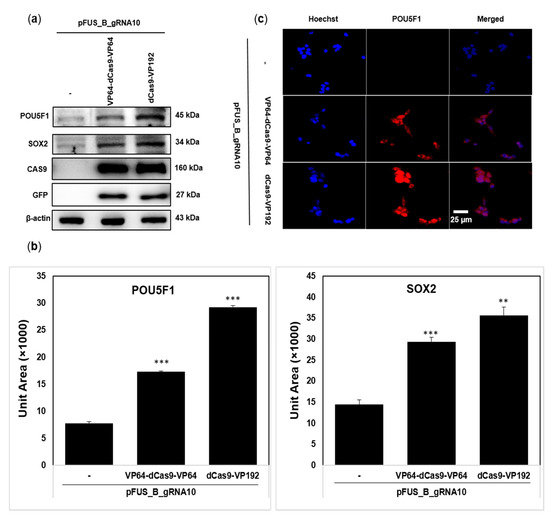 Functional Comparison between VP64-dCas9-VP64 and dCas9-VP192 CRISPR ...