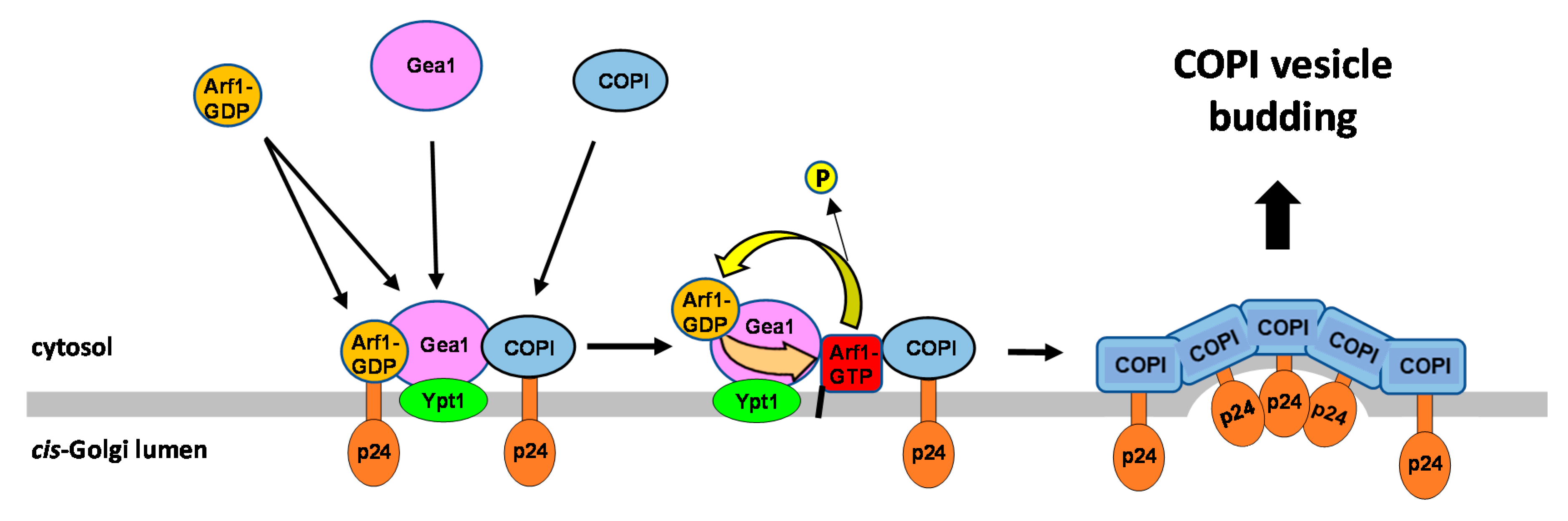 The p24 Complex Contributes to Specify Arf1 for COPI Coat Selection