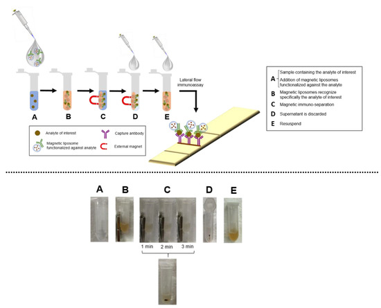 Microemulsion Synthesis of Superparamagnetic Nanoparticles for ...