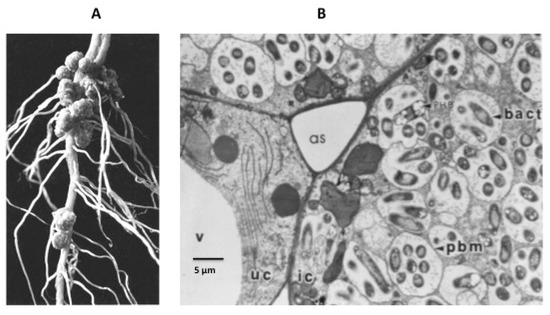 Iron Transport across Symbiotic Membranes of Nitrogen-Fixing Legumes