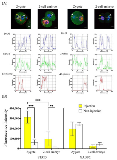 STAT3 Is an Upstream Regulator of Granzyme G in the Maternal-To-Zygotic ...