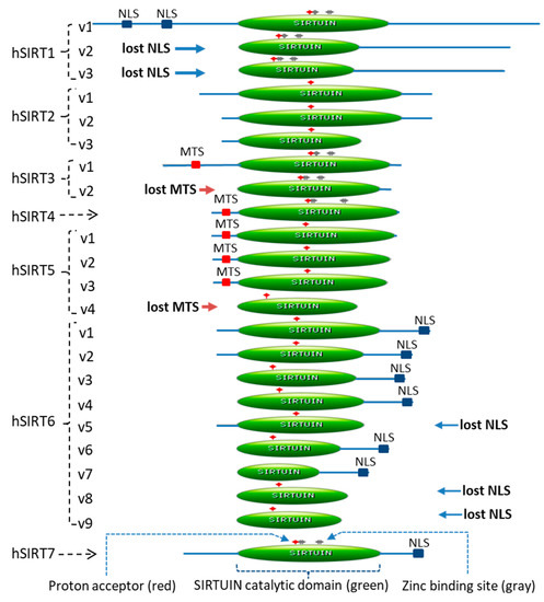 Alternative Splicing Increases Sirtuin Gene Family Diversity and ...