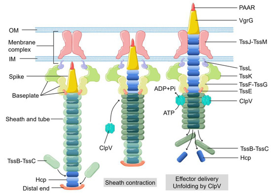 T6SS Mediated Stress Responses for Bacterial Environmental Survival and ...