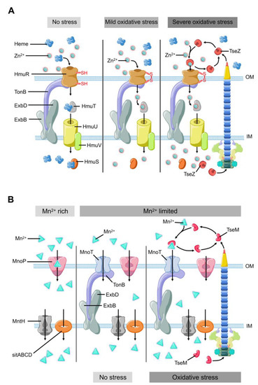 T6SS Mediated Stress Responses for Bacterial Environmental Survival and ...
