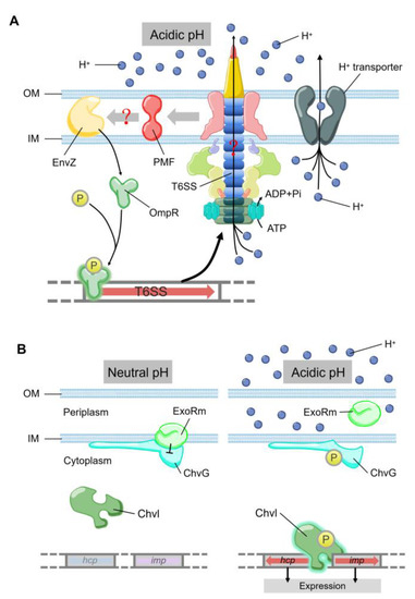 T6SS Mediated Stress Responses for Bacterial Environmental Survival and ...