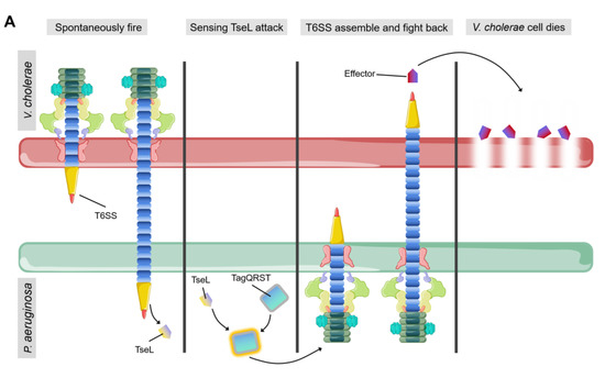 T6SS Mediated Stress Responses for Bacterial Environmental Survival and ...