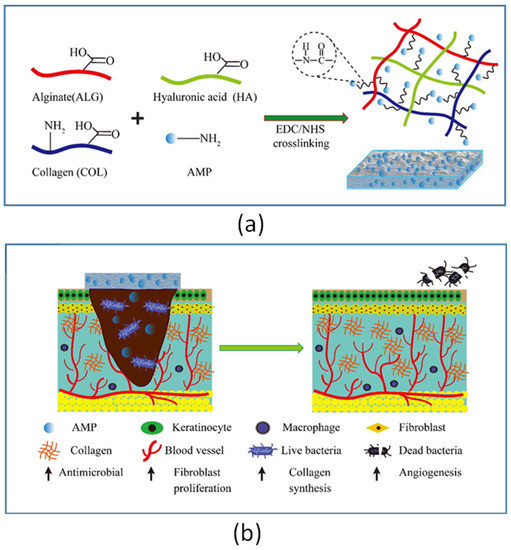 Therapeutic Potential of Antimicrobial Peptides in Polymicrobial ...