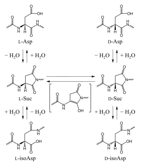 Molecular Mechanisms of Succinimide Formation from Aspartic Acid ...