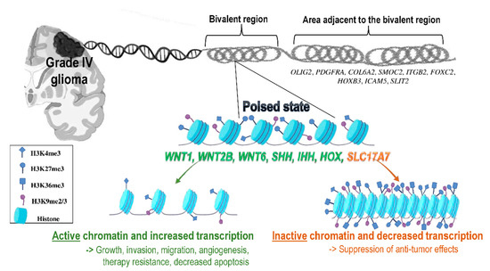 Bivalent Genes Targeting of Glioma Heterogeneity and Plasticity