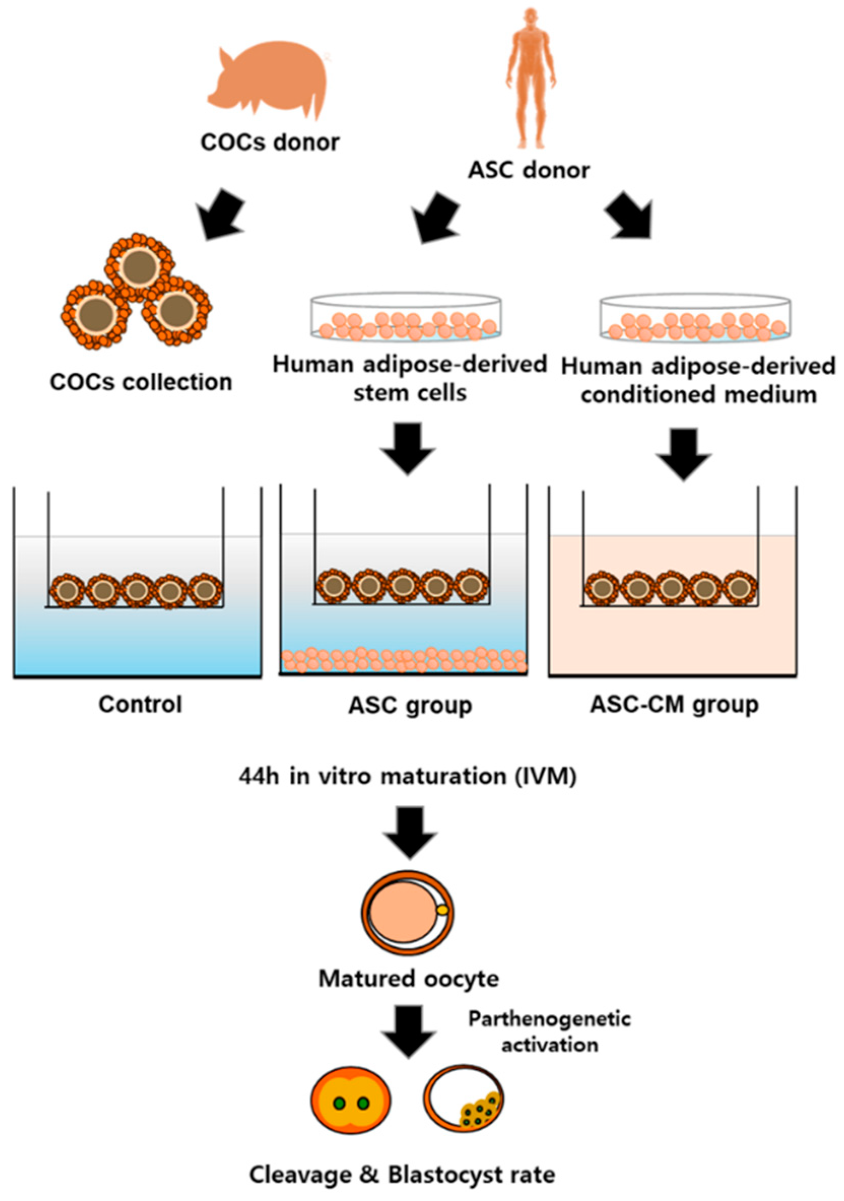 Ijms Free Full Text Human Adipose Derived Stem Cells Paracrine