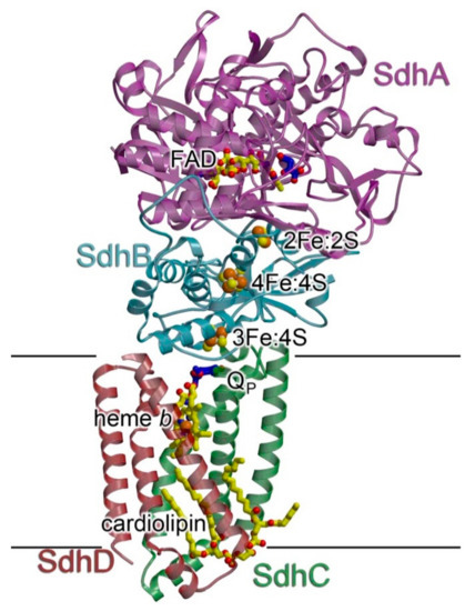 Mitochondrial Structure and Bioenergetics in Normal and Disease Conditions