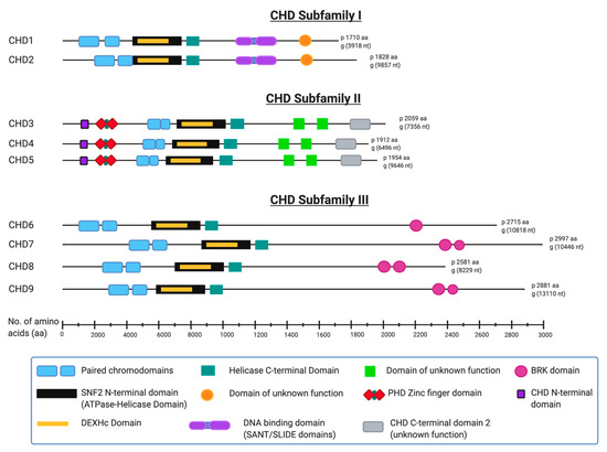 CHD2-Related CNS Pathologies