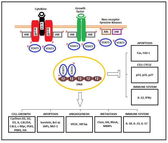 The Multifaced Role of STAT3 in Cancer and Its Implication for ...