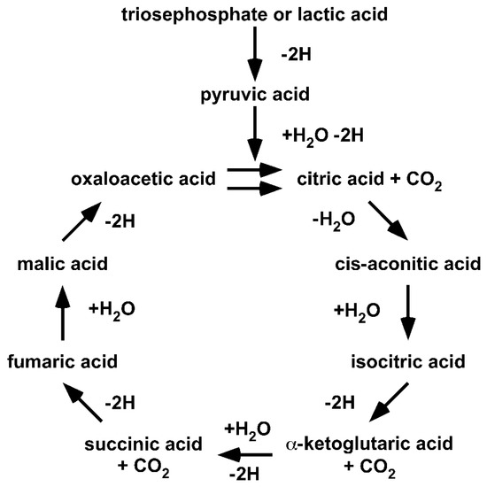 Rethinking the Citric Acid Cycle: Connecting Pyruvate Carboxylase and ...