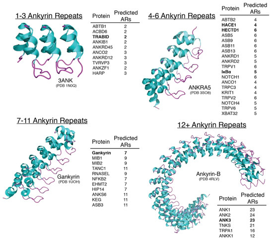Structural Insights into Ankyrin Repeat-Containing Proteins and Their ...