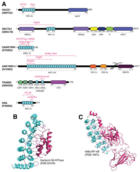 Structural Insights into Ankyrin Repeat-Containing Proteins and Their ...