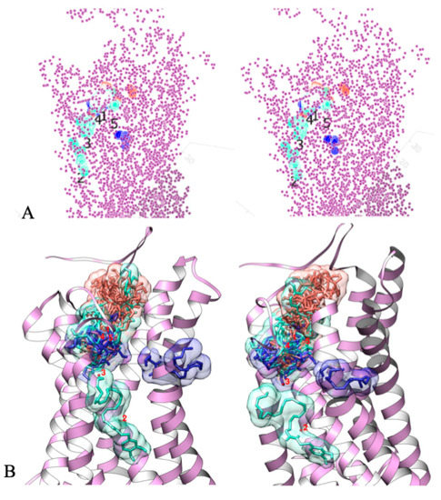 GPR55 Receptor Activation by the N-Acyl Dopamine Family Lipids Induces ...