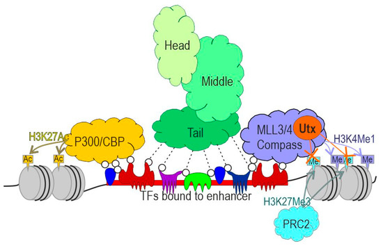Mechanisms of Enhancer-Promoter Interactions in Higher Eukaryotes