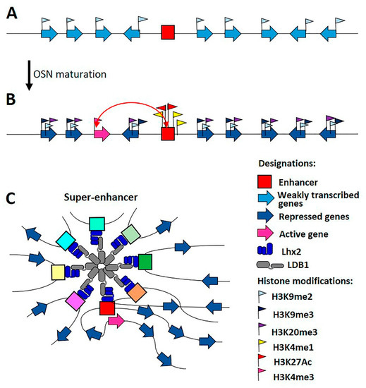 Mechanisms of Enhancer-Promoter Interactions in Higher Eukaryotes