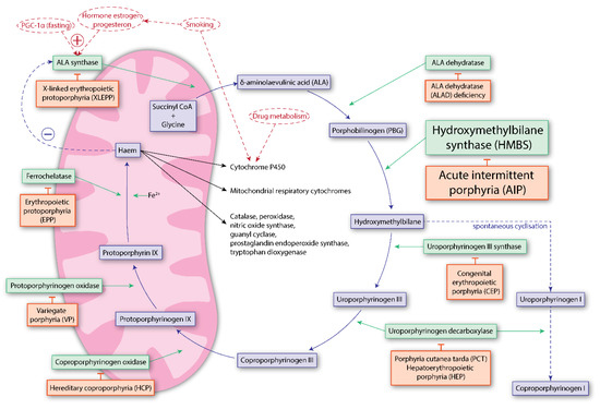 Porphyria Model