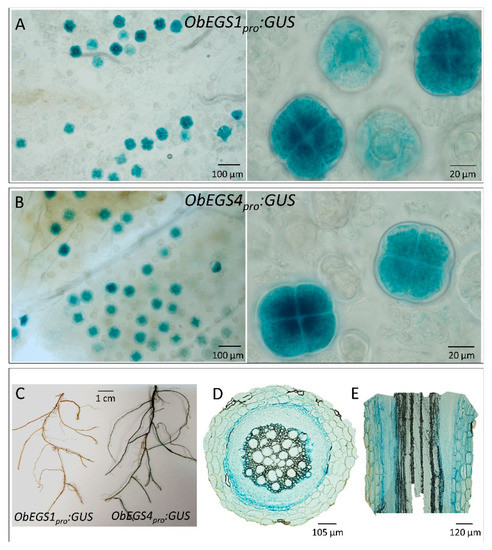 Sweet Basil Has Distinct Synthases for Eugenol Biosynthesis in ...