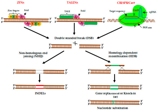 Application of Genome Editing in Tomato Breeding: Mechanisms, Advances ...