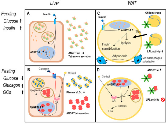 The Interplay between Angiopoietin-Like Proteins and Adipose Tissue ...