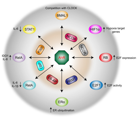 The Landscape of AhR Regulators and Coregulators to Fine-Tune AhR Functions