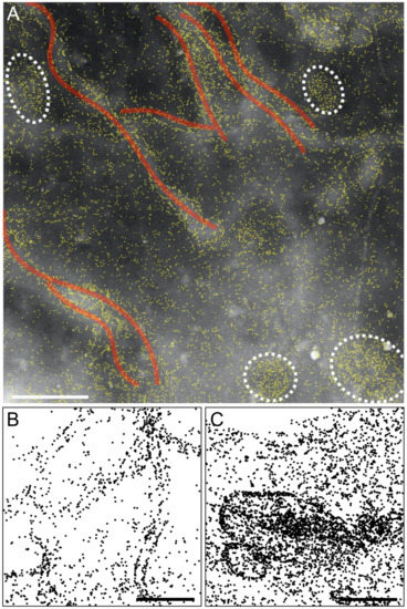 IJMS | Free Full-Text | Supra-Molecular Assemblies of ORAI1 at Rest ...