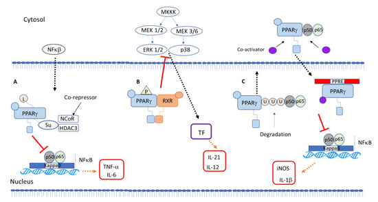 PPAR Gamma: From Definition to Molecular Targets and Therapy of Lung ...