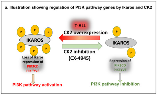 Transcriptional Regulation of PIK3CD and PIKFYVE in T-Cell Acute ...