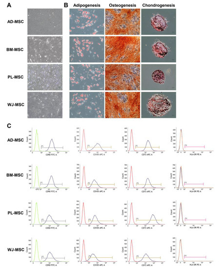 IJMS | Free Full-Text | Comparative Proteomic Analysis of the Mesenchymal Stem Cells Secretome ...
