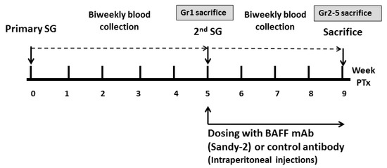 BAFF Inhibition Effectively Suppresses the Development of Anti-HLA.A2 ...