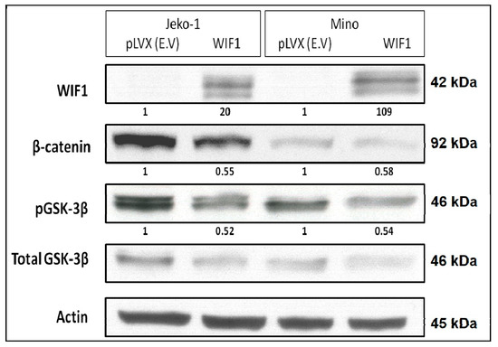 IJMS | Free Full-Text | Gene Methylation and Silencing of WIF1 Is a ...
