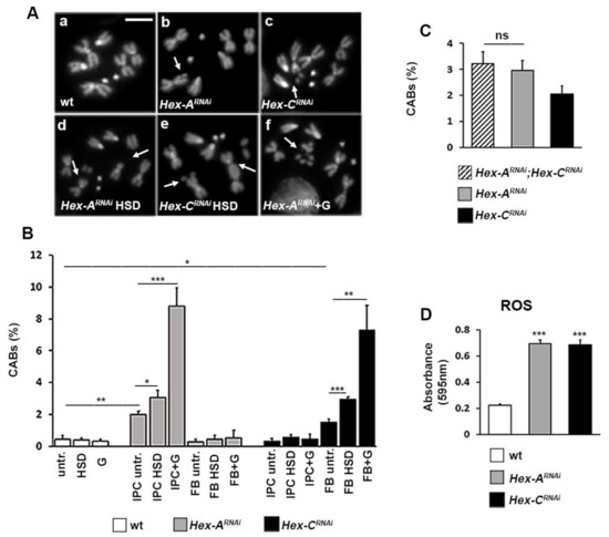 IJMS | Free Full-Text | Functional Inactivation of Drosophila GCK ...