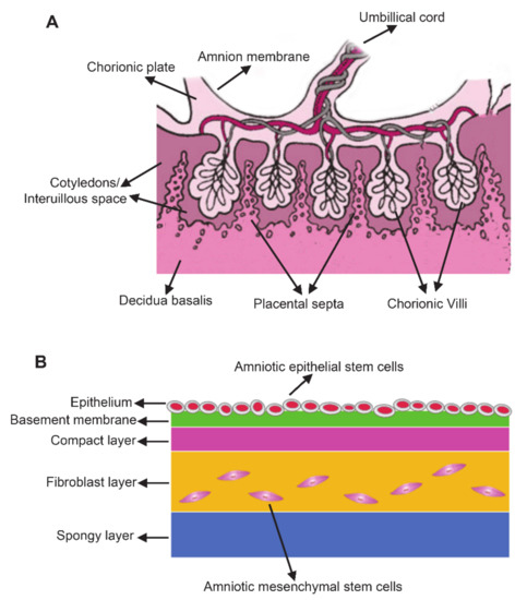 Human Amnion Derived Stem Cells Encyclopedia Mdpi