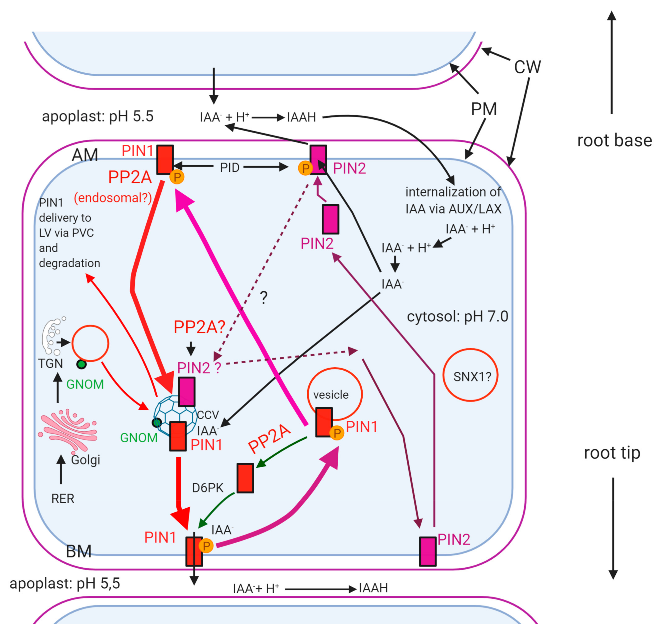 IJMS | Free Full-Text | The Protein Phosphatase PP2A Plays Multiple ... IJMS | Free Full-Text | The Protein Phosphatase PP2A Plays Multiple ...