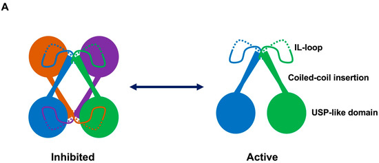 Molecular Mechanisms of DUBs Regulation in Signaling and Disease