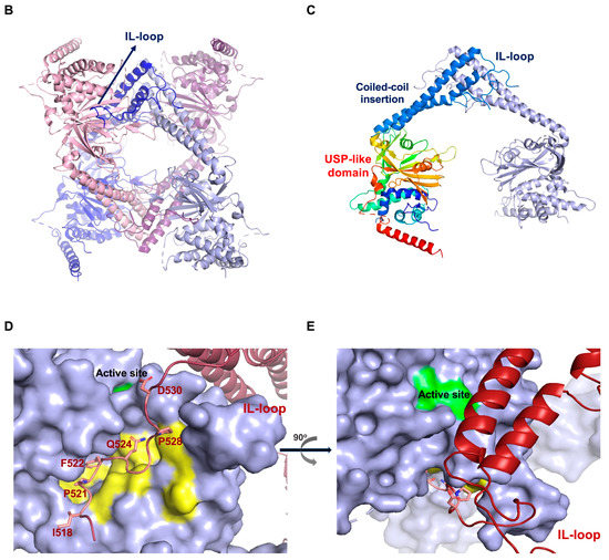 Molecular Mechanisms of DUBs Regulation in Signaling and Disease