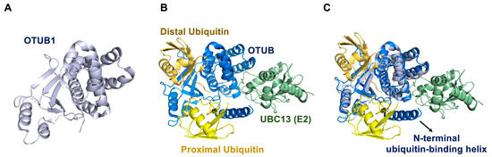 Molecular Mechanisms of DUBs Regulation in Signaling and Disease