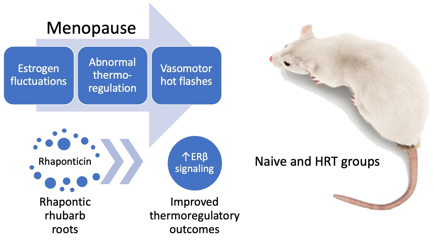 IJMS | Free Full-Text | Rheum rhaponticum Root Extract Improves ...