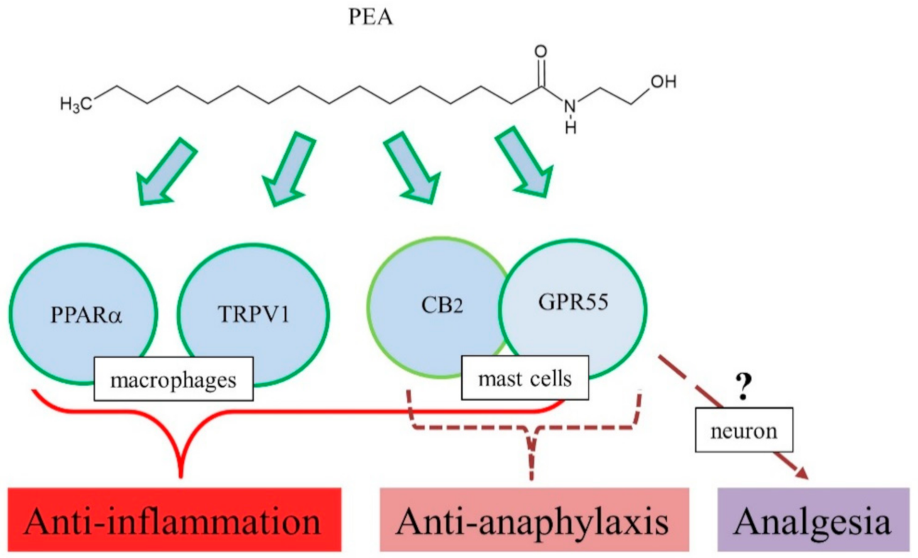 Ijms Free Full Text Gpr119 And Gpr55 As Receptors For Fatty Acid