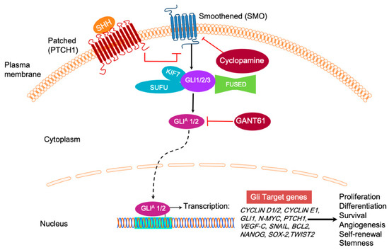 Hedgehog Signaling: Implications in Cancers and Viral Infections