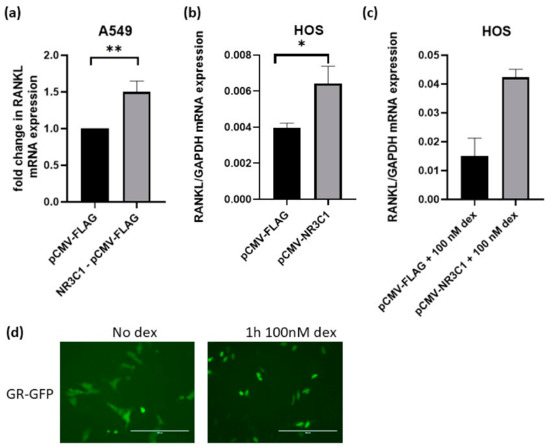 Glucocorticoid Receptor Regulates TNFSF11 Transcription by Binding to ...