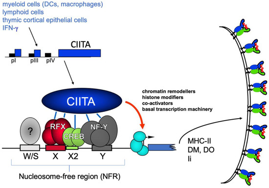 The MHC Class II Transactivator CIITA: Not (Quite) the Odd-One-Out ...