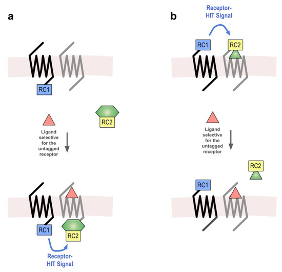 Investigation of Receptor Heteromers Using NanoBRET Ligand Binding