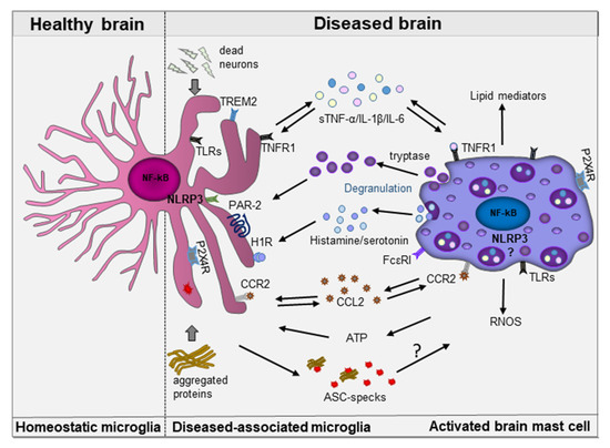 Decoding Mast Cell-Microglia Communication in Neurodegenerative Diseases