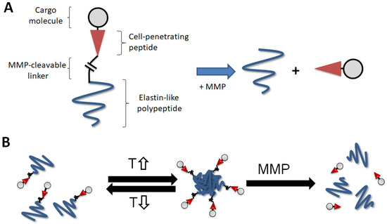 Cell-Penetrating Doxorubicin Released from Elastin-Like Polypeptide ...
