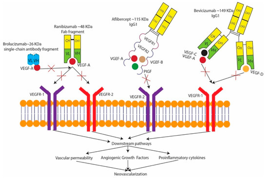 IJMS | Free Full-Text | Neovascular Macular Degeneration: A Review of ...