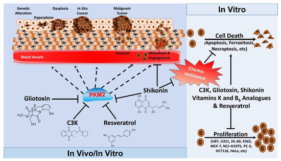 The Role of PKM2 in Metabolic Reprogramming: Insights into the Regulatory Roles of Non-Coding RNAs
